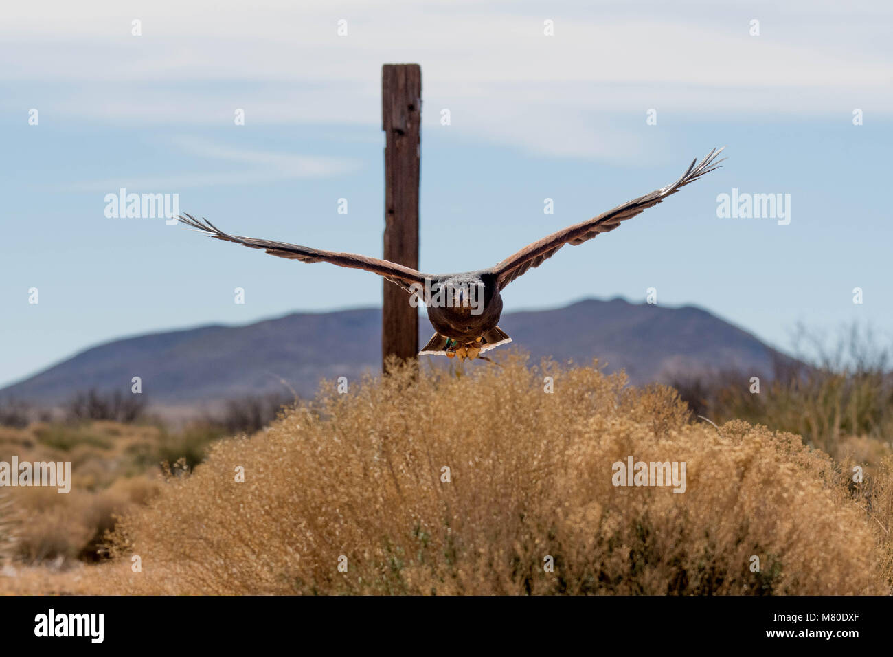 Captive Harris Hawk, (Parabuteo unicinctus), being exercised. Quebradas ...