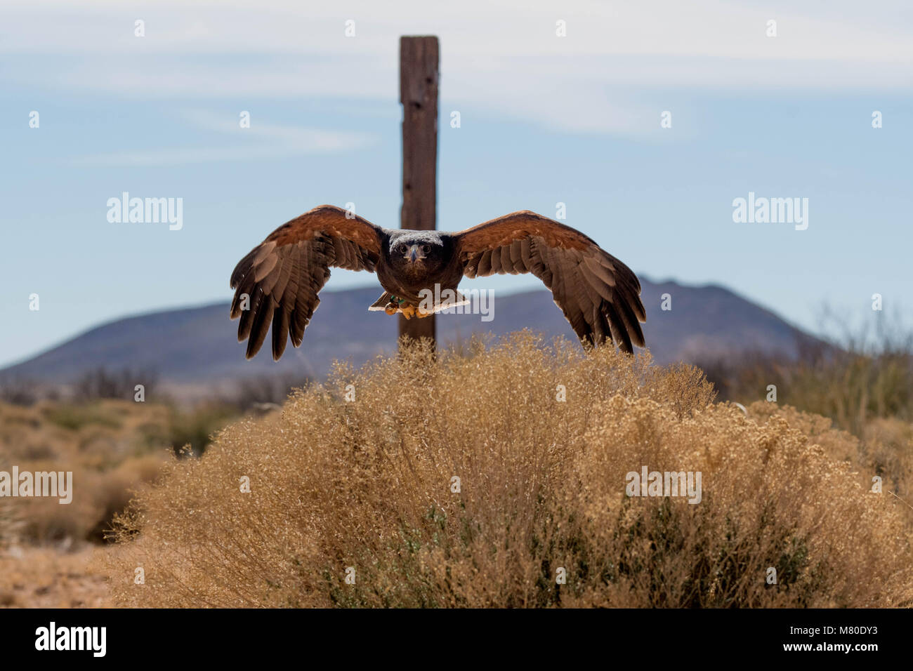 Captive Harris Hawk, (Parabuteo unicinctus), being exercised. Quebradas ...