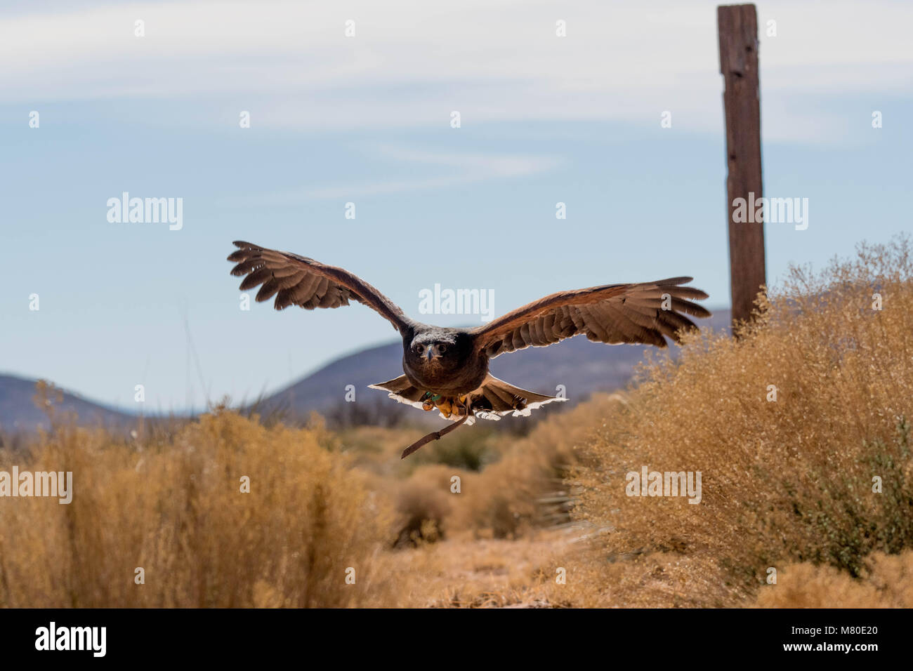 Captive Harris Hawk, (Parabuteo unicinctus), being exercised. Quebradas ...