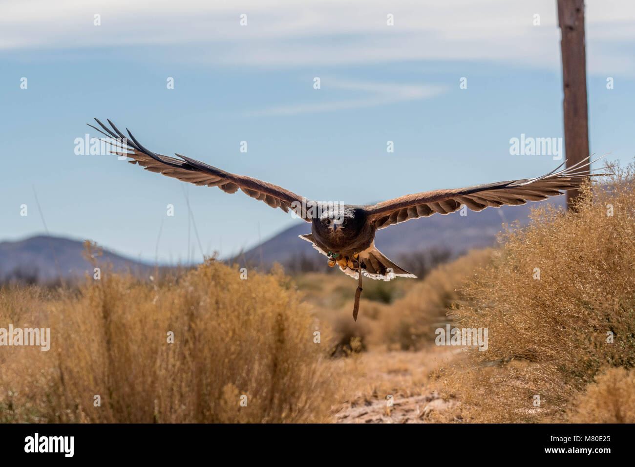 Captive Harris Hawk, (Parabuteo unicinctus), being exercised. Quebradas ...