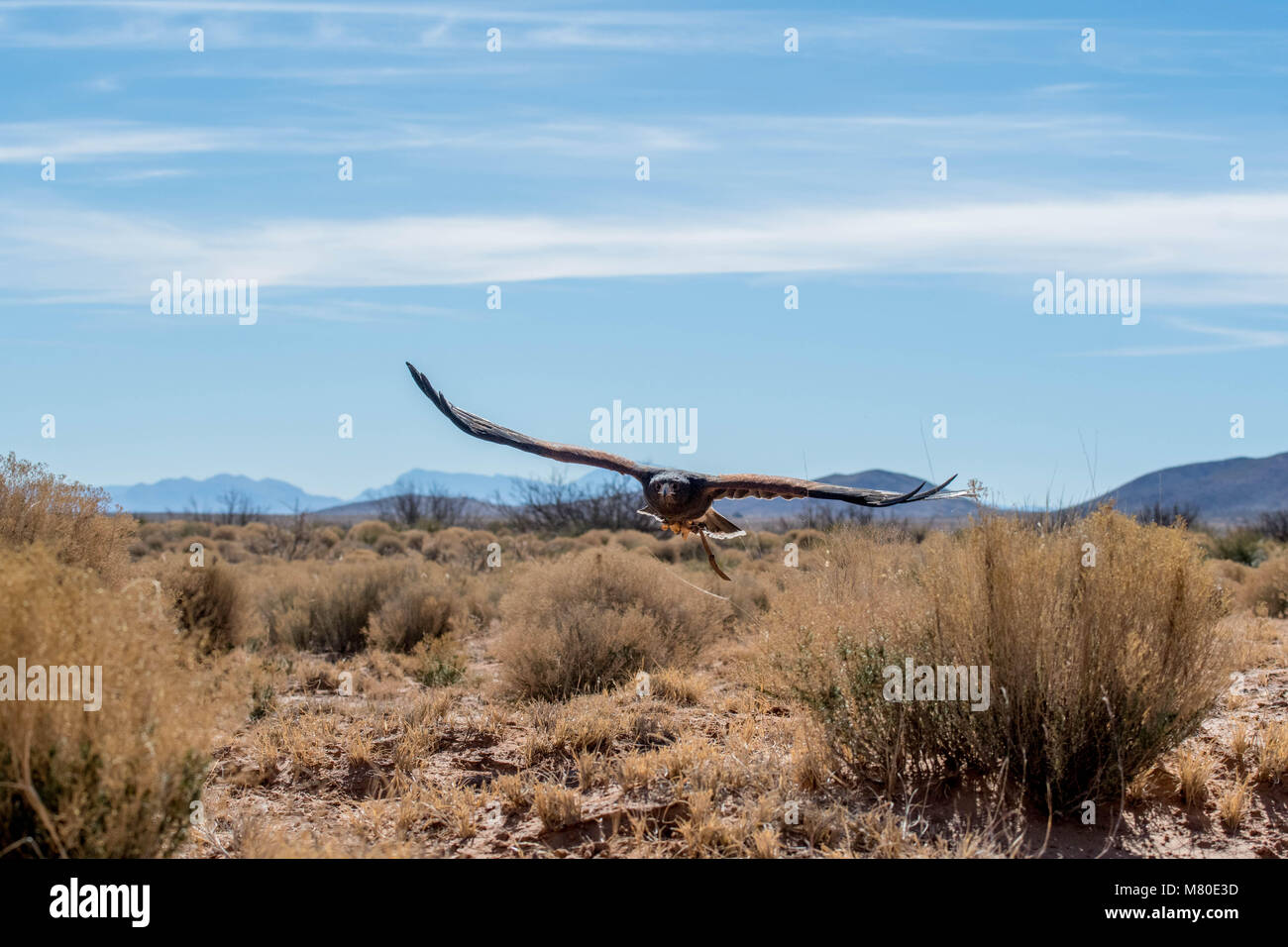 Captive Harris Hawk, (Parabuteo unicinctus), being exercised. Quebradas ...