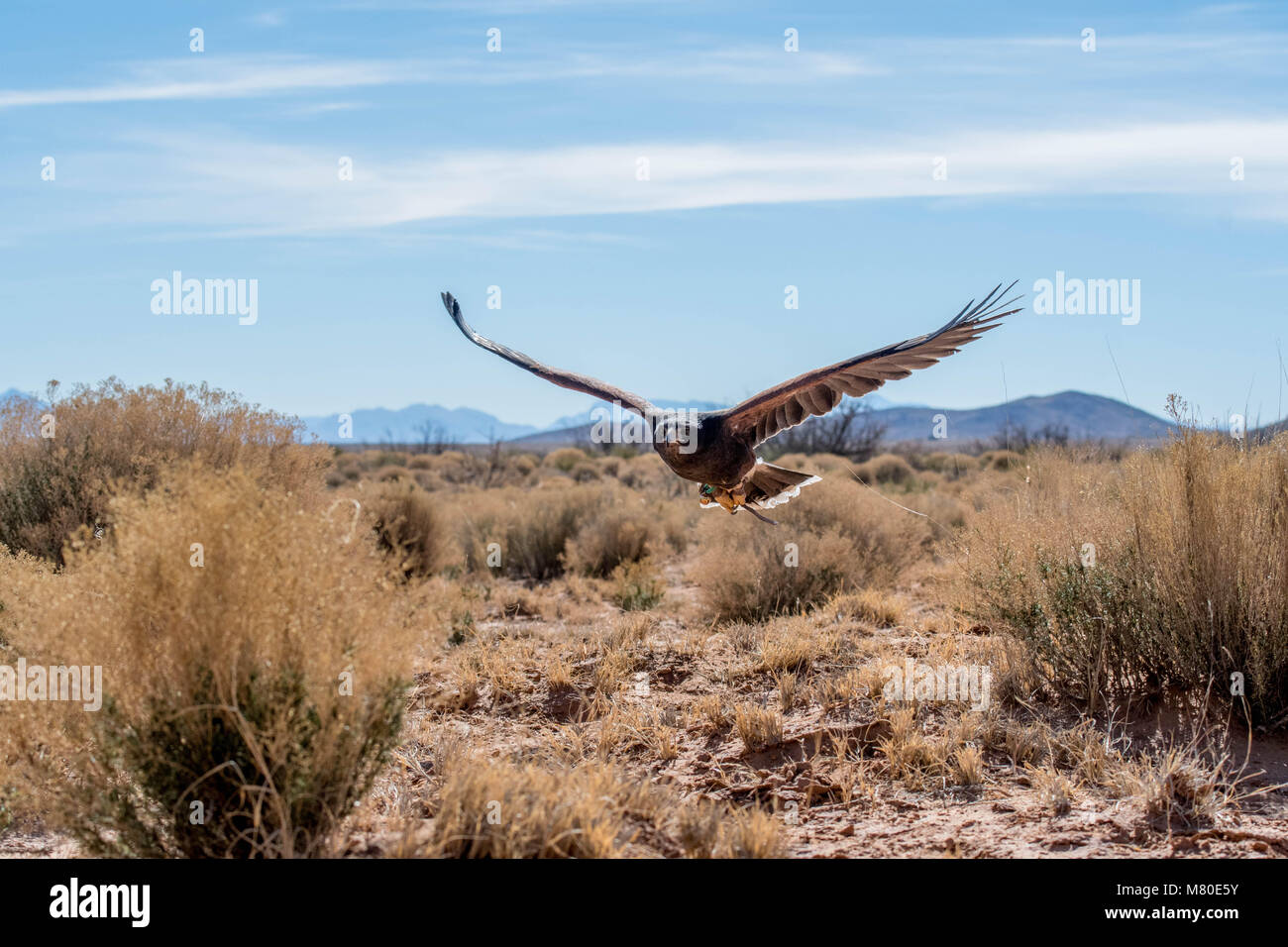 Captive Harris Hawk, (Parabuteo unicinctus), being exercised. Quebradas ...