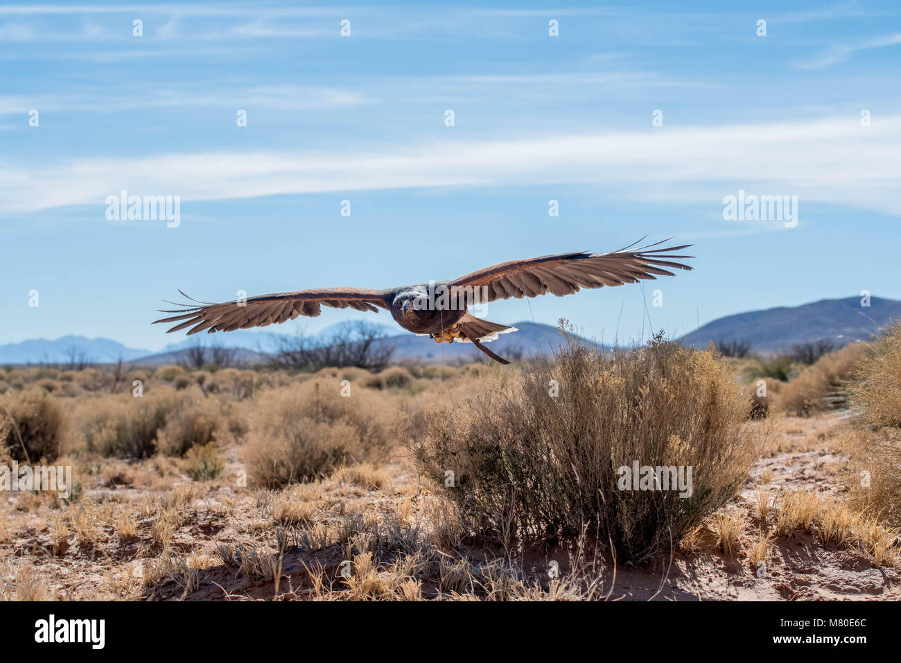 Captive Harris Hawk, (Parabuteo unicinctus), being exercised. Quebradas ...