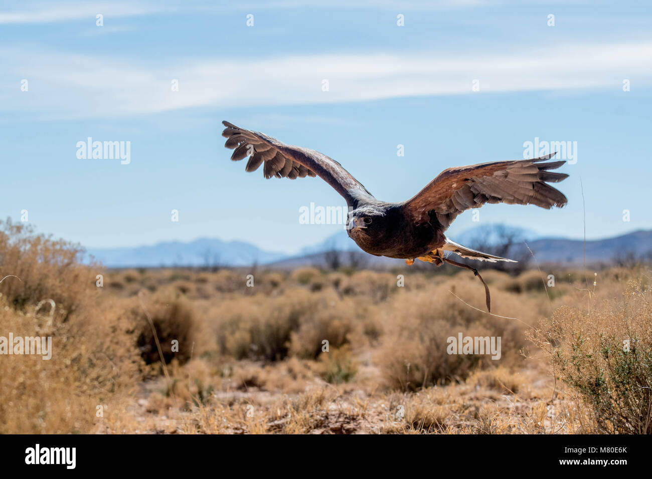 Captive Harris Hawk, (Parabuteo unicinctus), being exercised. Quebradas ...