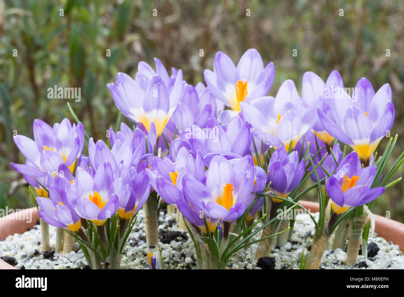 Crocus tricolor hi-res stock photography and images - Alamy