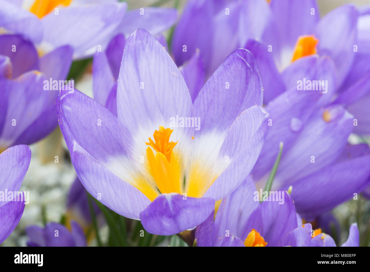Crocus 'tricolor' in full flower Stock Photo - Alamy
