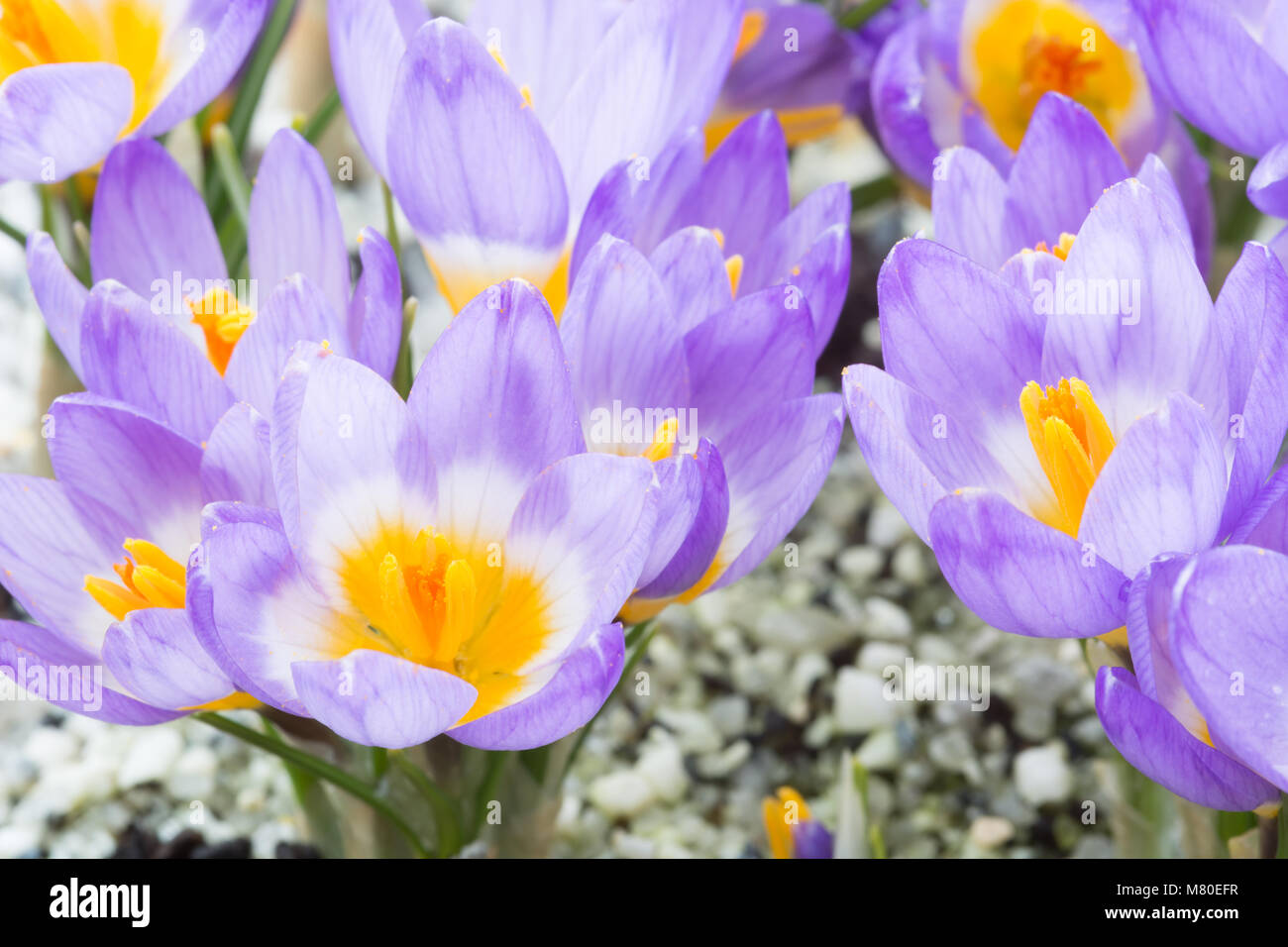 Tricolor Crocus Stock Photos & Tricolor Crocus Stock Images - Alamy