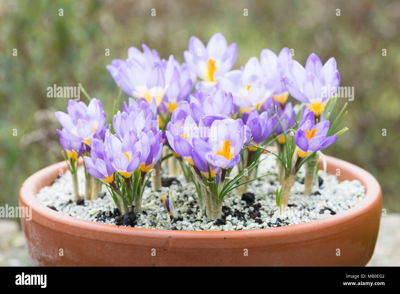 Tricolor crocus hi-res stock photography and images - Alamy