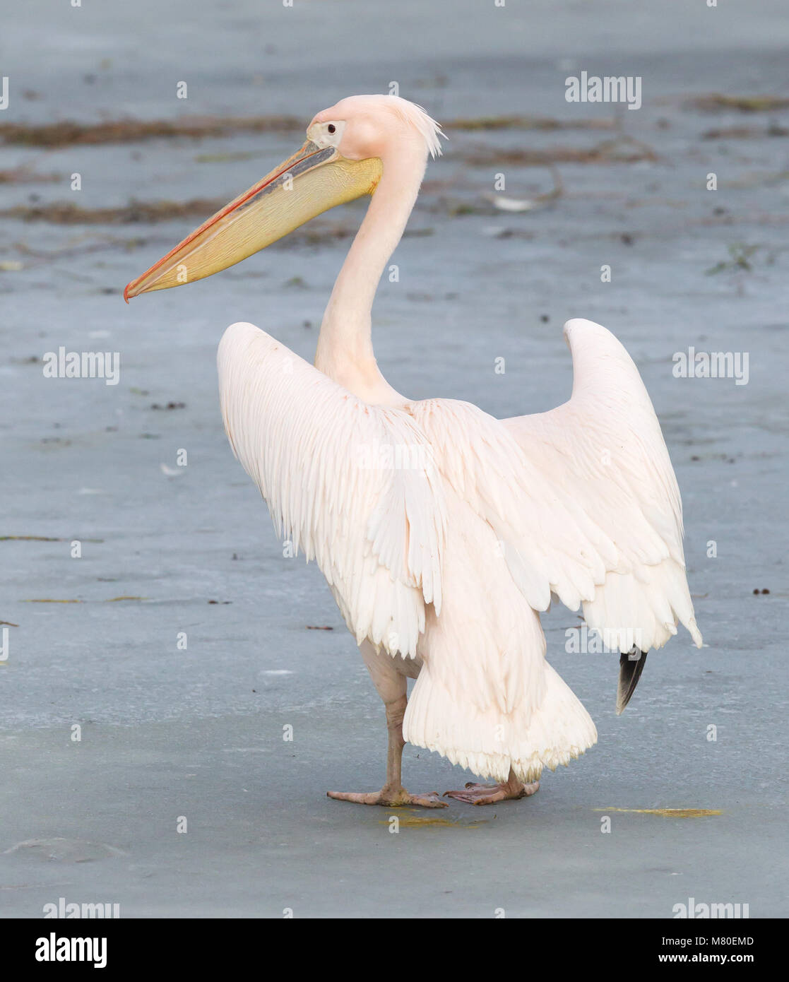 Confused bird species hi-res stock photography and images - Alamy