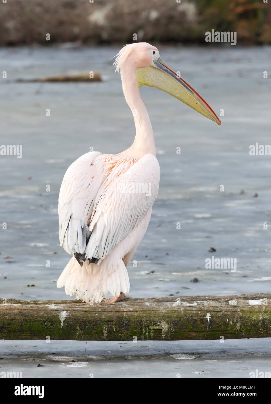 Confused bird species hi-res stock photography and images - Alamy