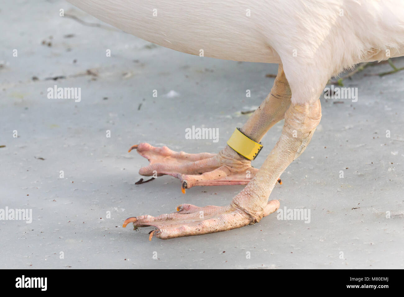 Pelican standing on ice, slightly confused what to make of it Stock ...
