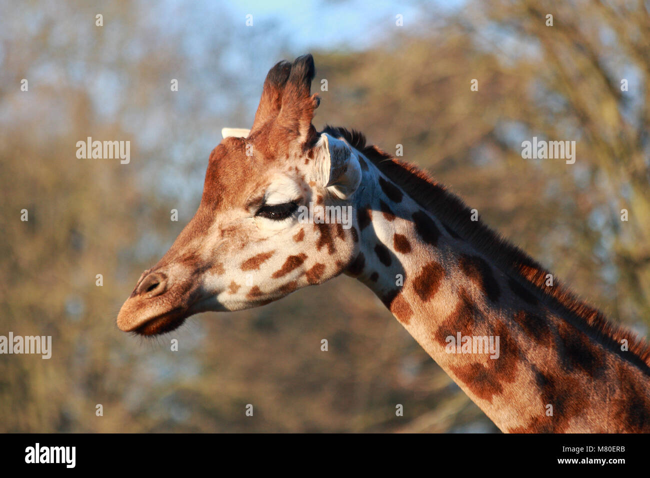 Giraffe nose hi-res stock photography and images - Alamy