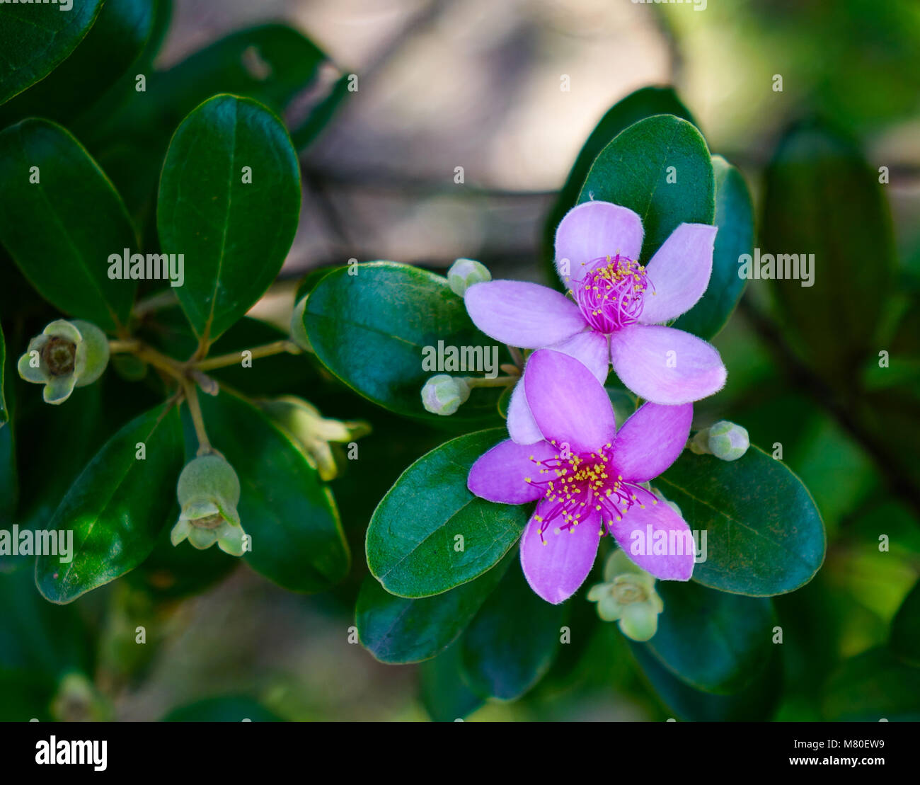 Rhodomyrtus tomentosa (rose myrtle) flowers at botanic garden in spring Stock Photo - Alamy