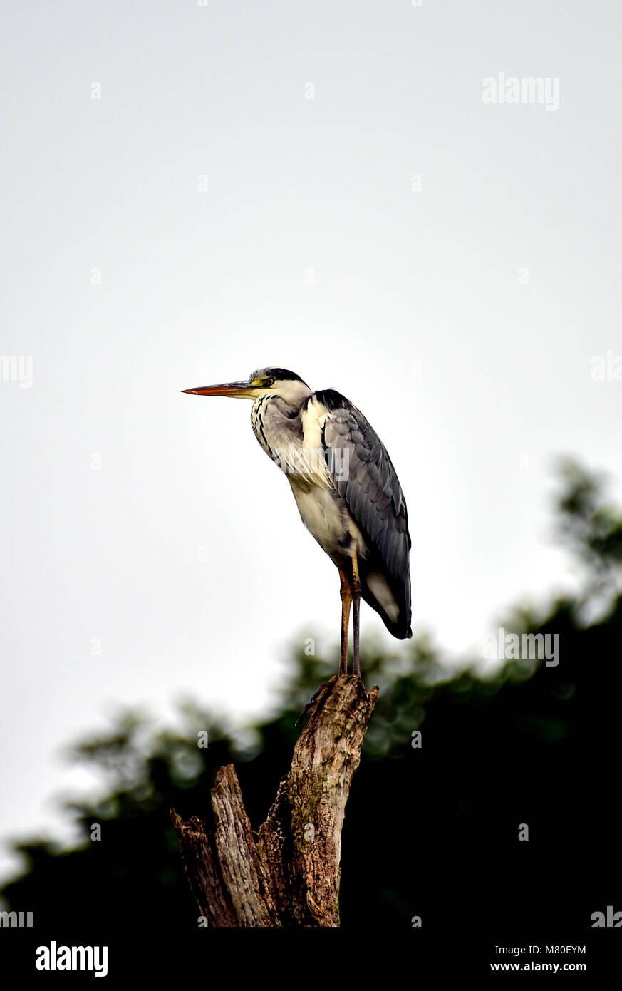 Kokku hi-res stock photography and images - Alamy