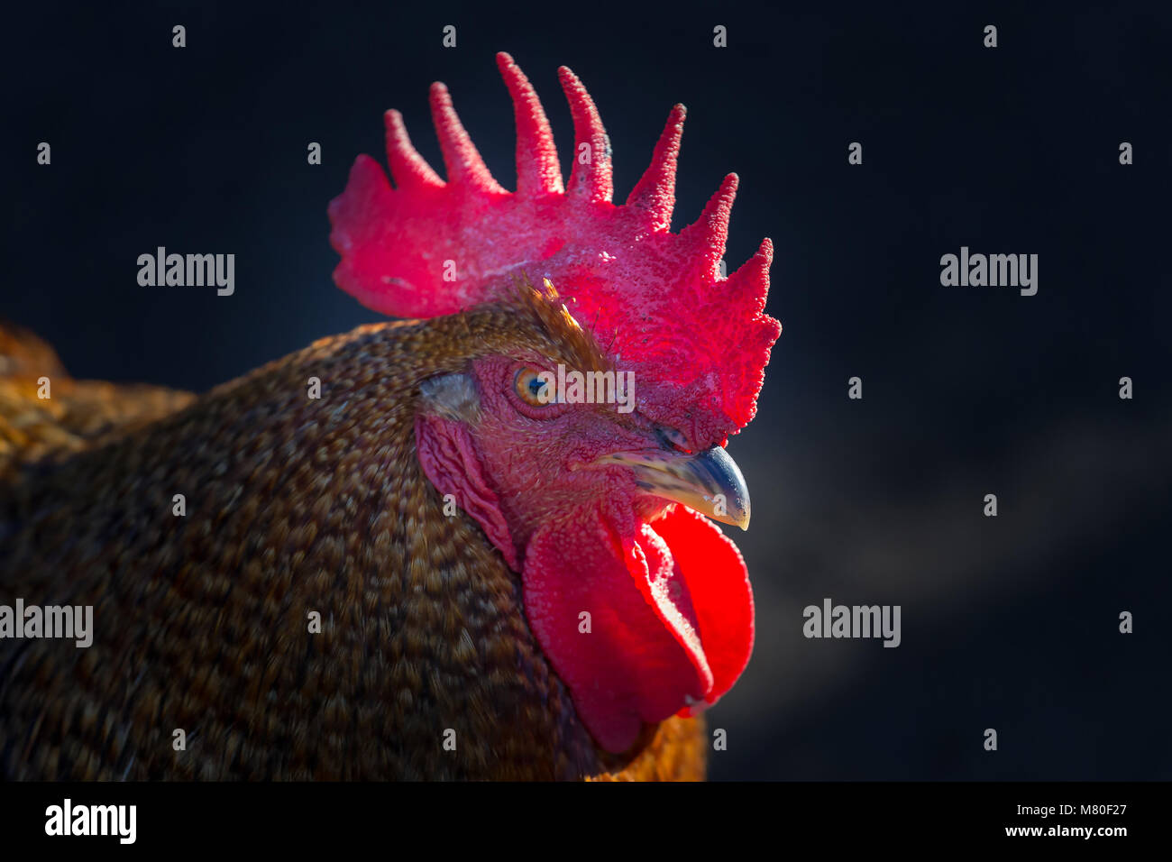 Rooster on a black background Stock Photo - Alamy