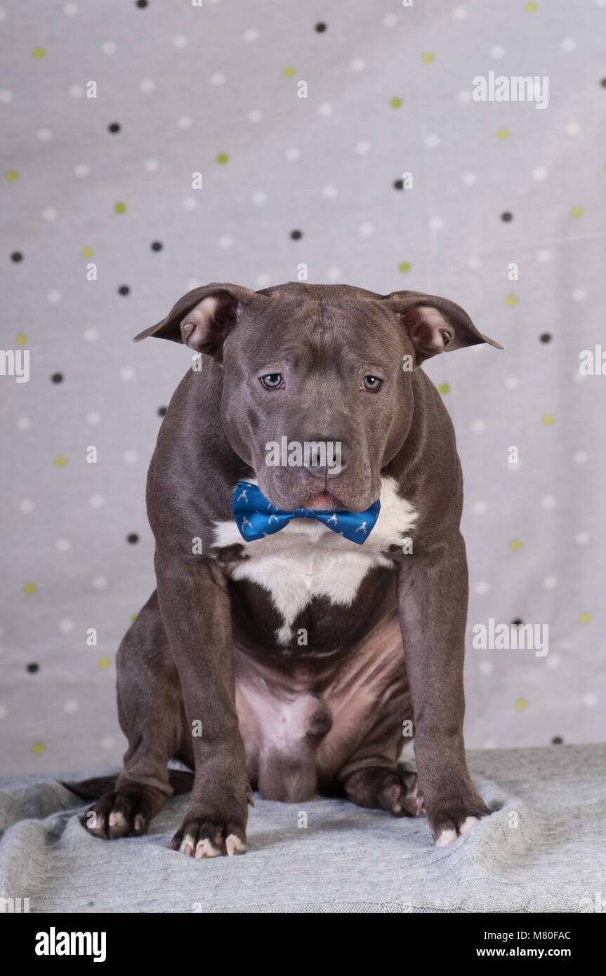 Staffordshire terrier potrait at studio sitting in front of dotted ...
