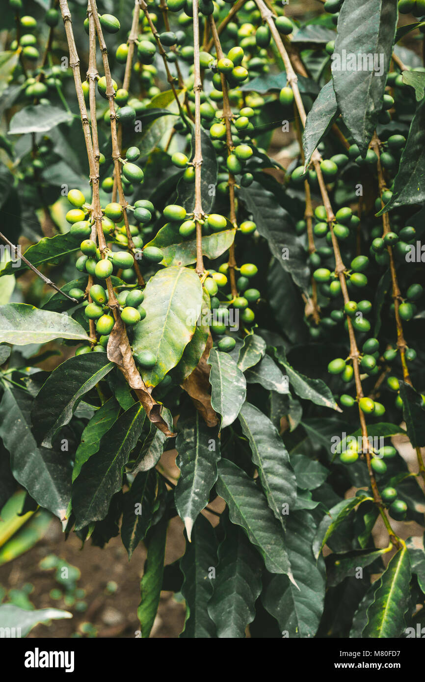Coffee plantage hi-res stock photography and images - Alamy