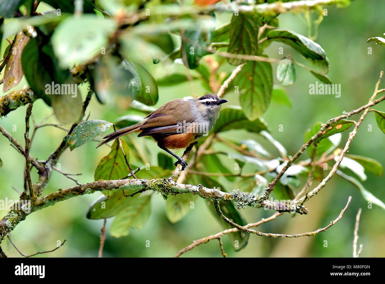 Bird from munnar hi-res stock photography and images - Alamy