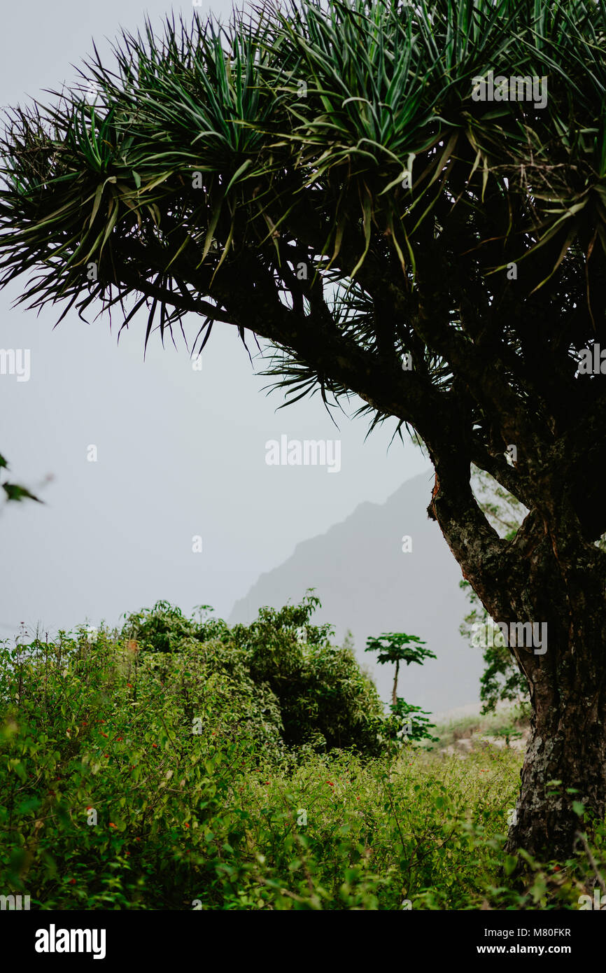 Crone of dragon Tree on Santo Antao, Cape Verde Cabo Verde Stock Photo ...