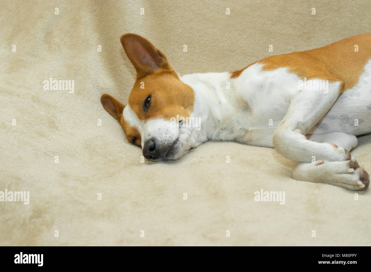 Cute basenji dozing on a soft bedspread Stock Photo - Alamy