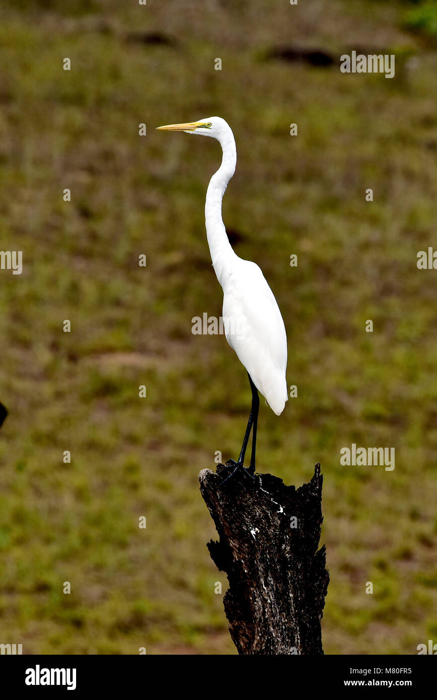 Kokku hi-res stock photography and images - Alamy