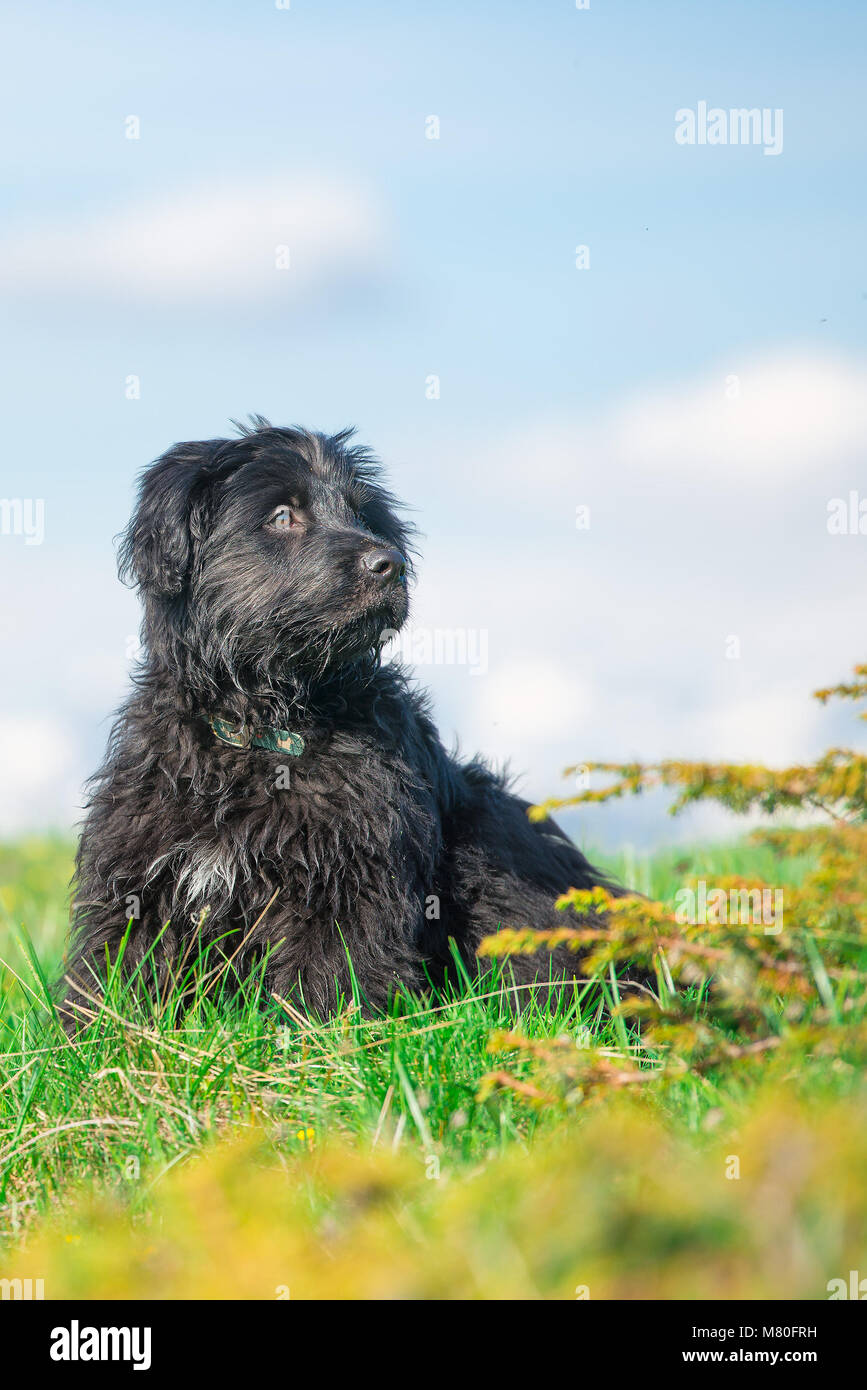 Black shepherd dog of the Italian Alps Stock Photo - Alamy