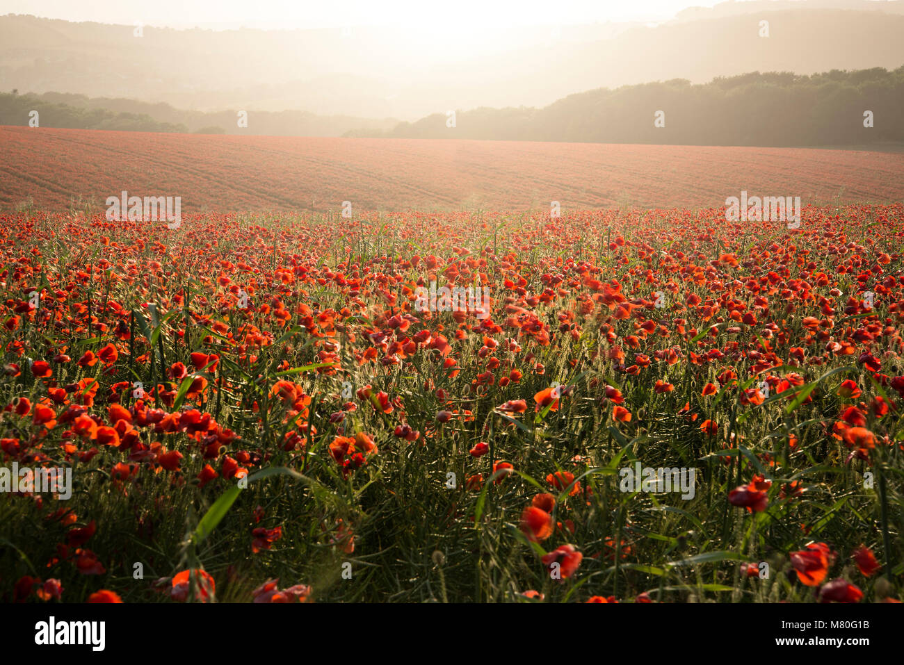 Poppy field brighton hi-res stock photography and images - Alamy
