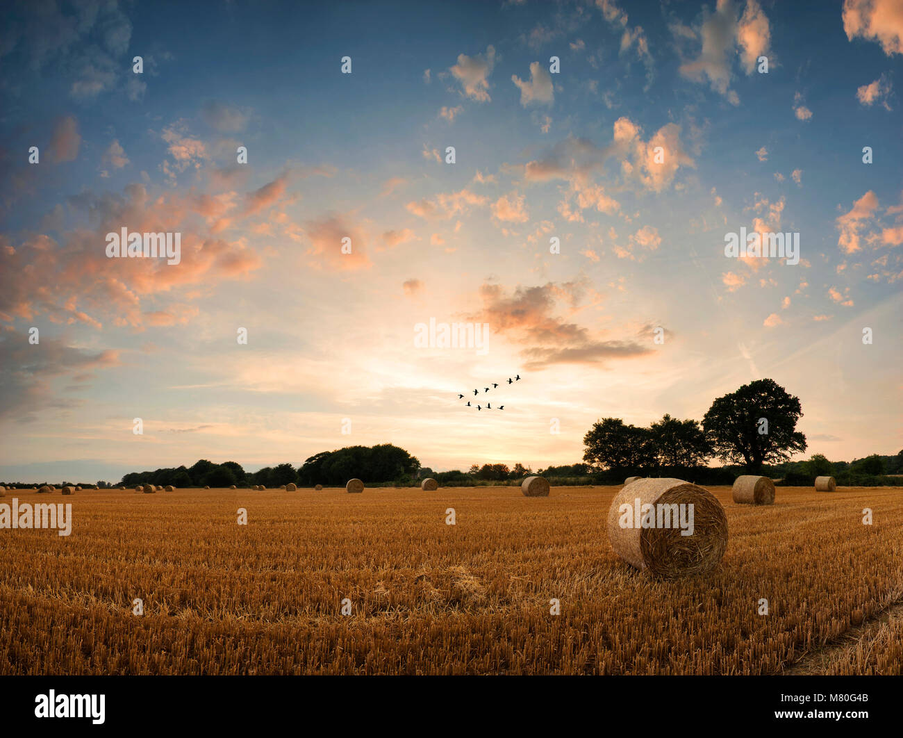 Stunning Summer sunset landscape over field of golden hay bales Stock ...