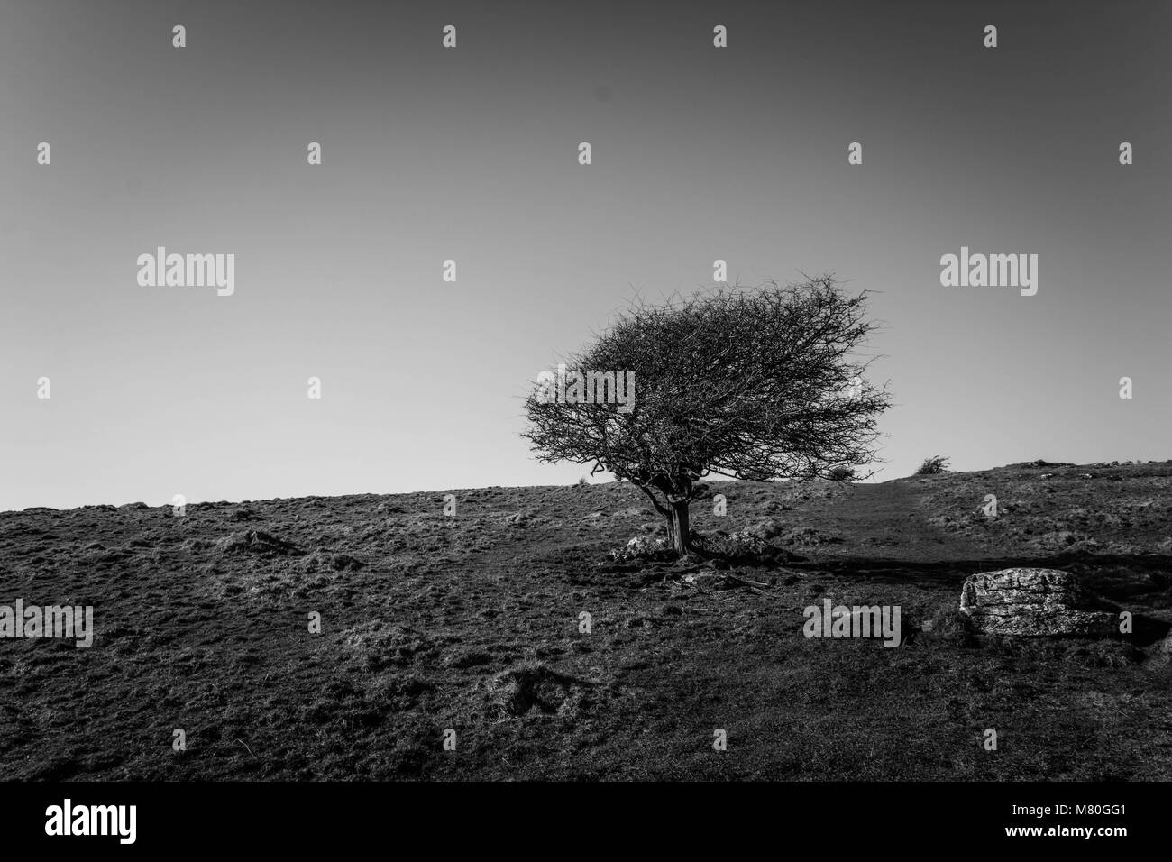Dark lone tree landscape hi-res stock photography and images - Alamy