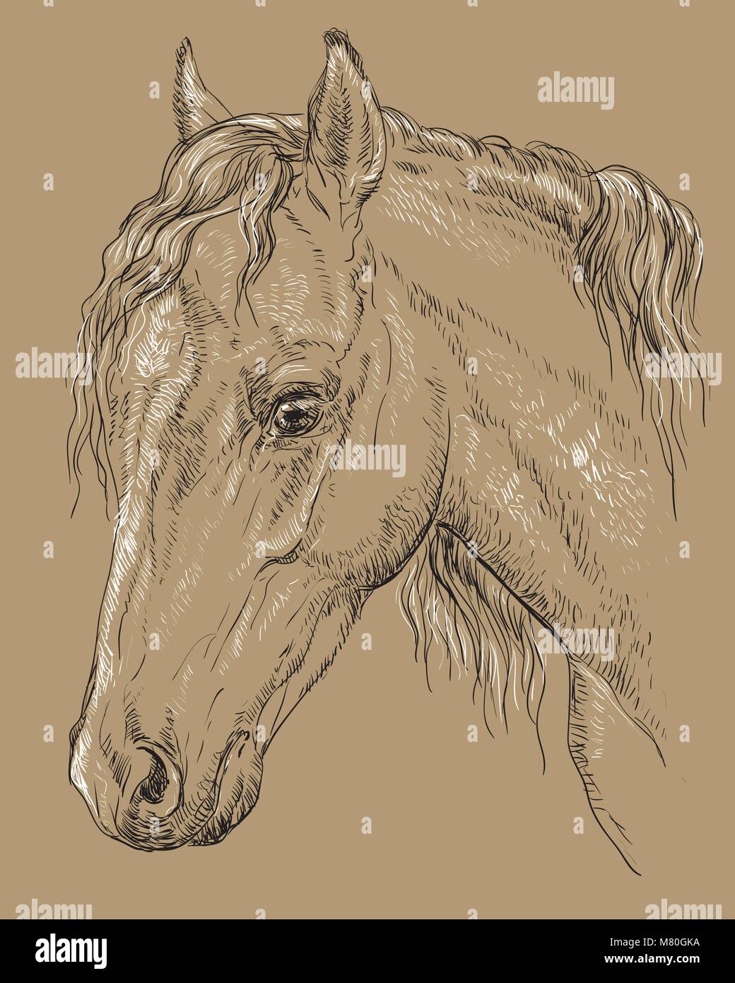 Welsh Pony portrait. Horse head in profile in black and white colors ...