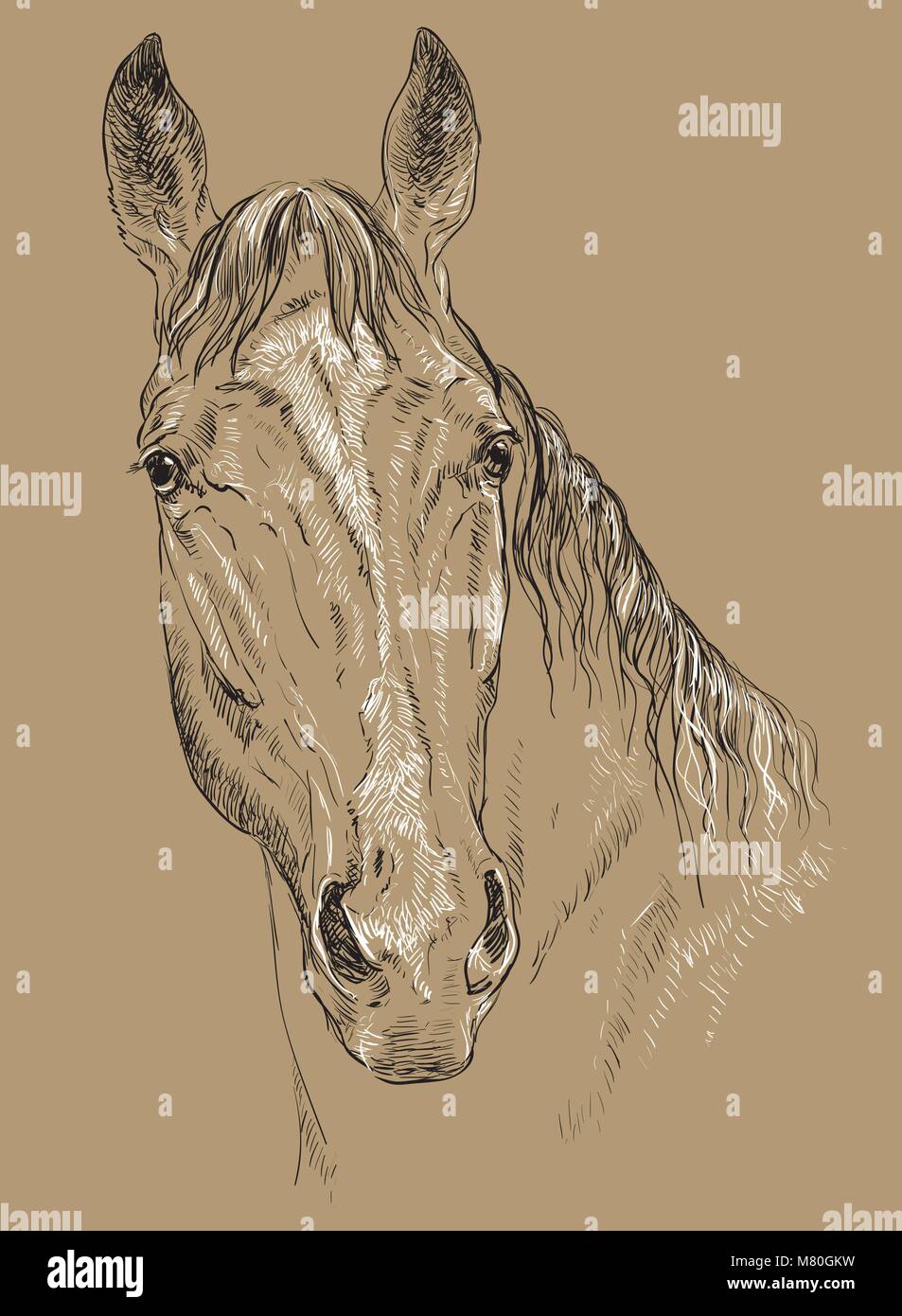 White horse looking at camera Stock Vector Images - Alamy