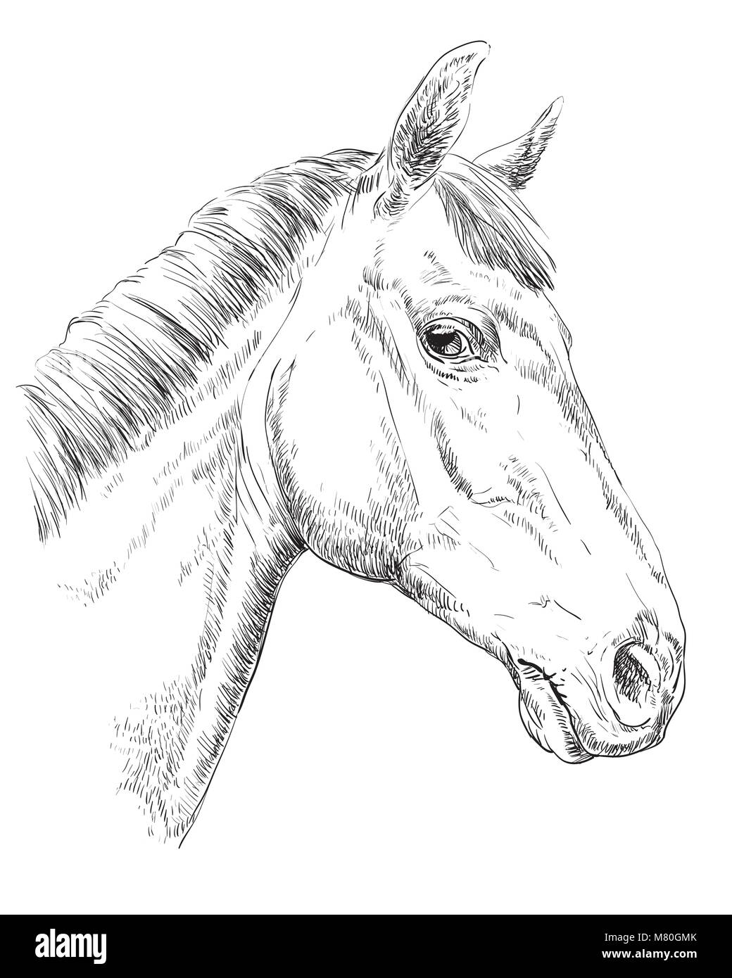 Portrait thoroughbred stallion in Cut Out Stock Images & Pictures - Alamy