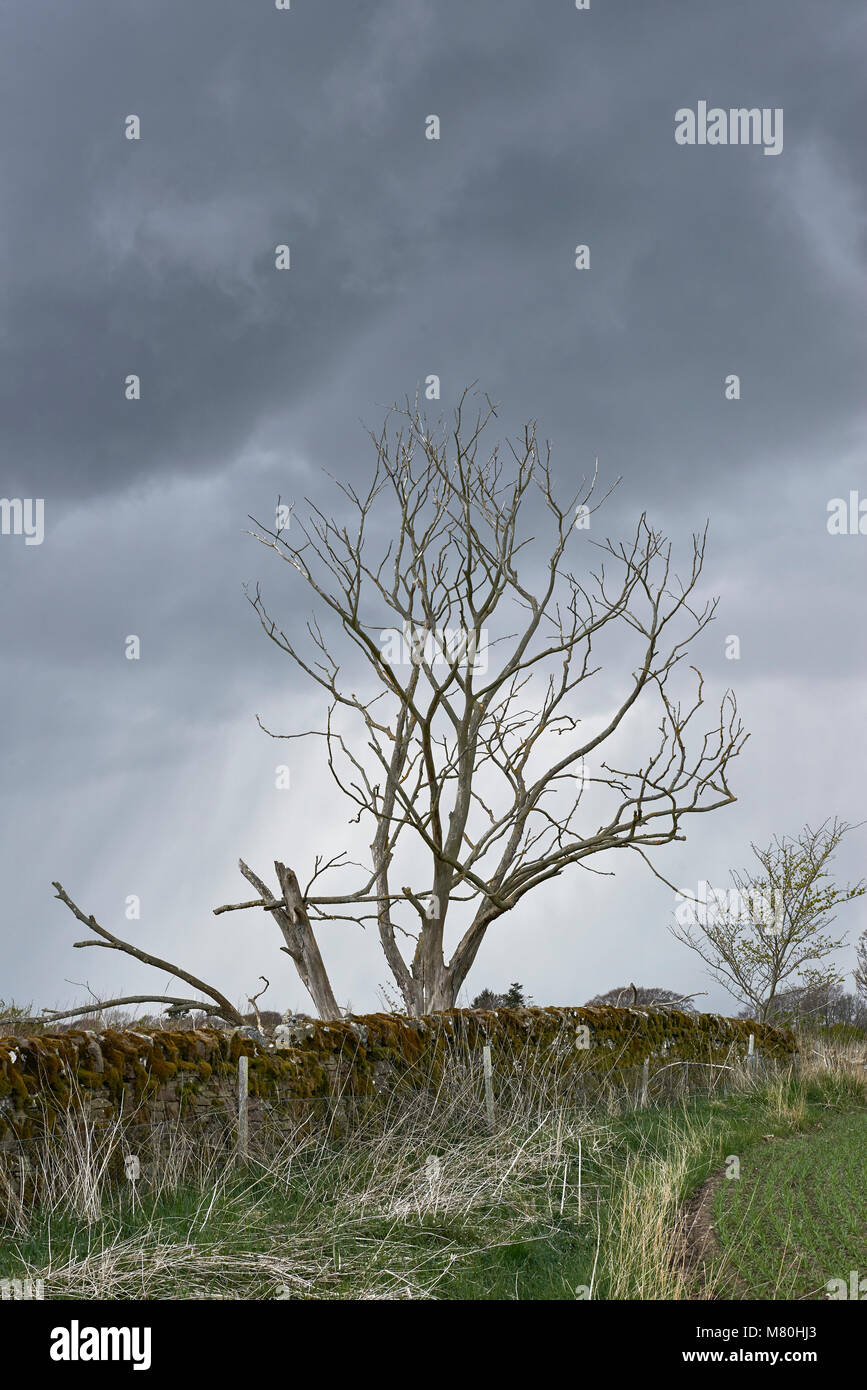 A Solitary Dead Tree in the foreground as Storm Clouds gather one ...