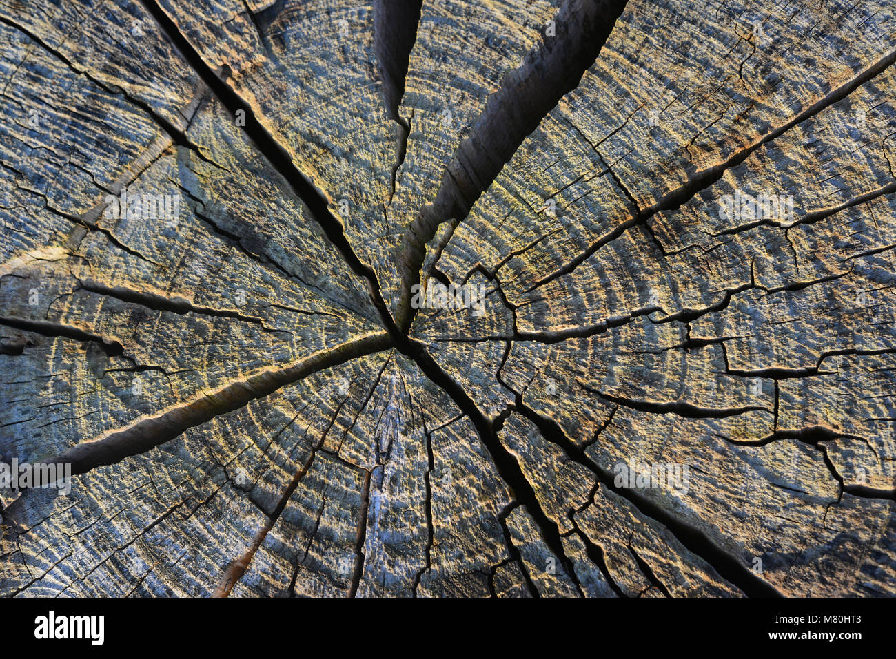 late evening sunlight on weathered tree trunk Stock Photo - Alamy