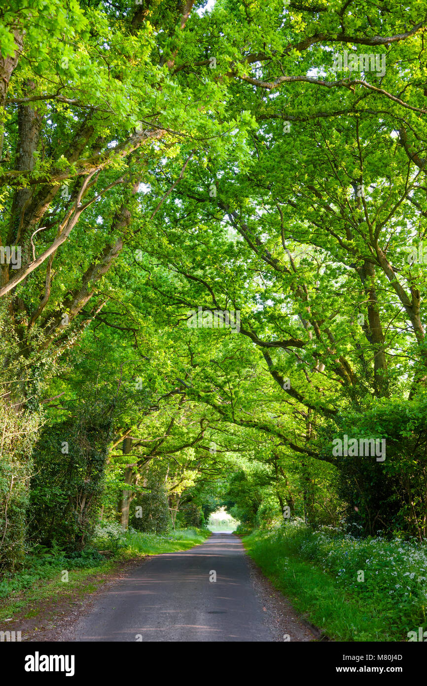 Scenic oak tree tunnel road in Southern England Stock Photo - Alamy