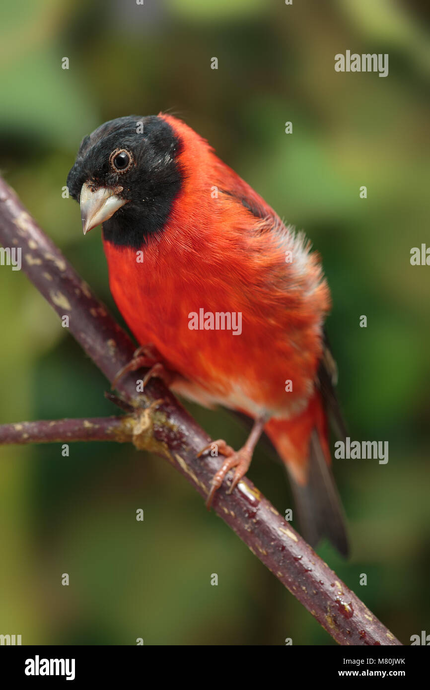 Red siskin hi-res stock photography and images - Alamy