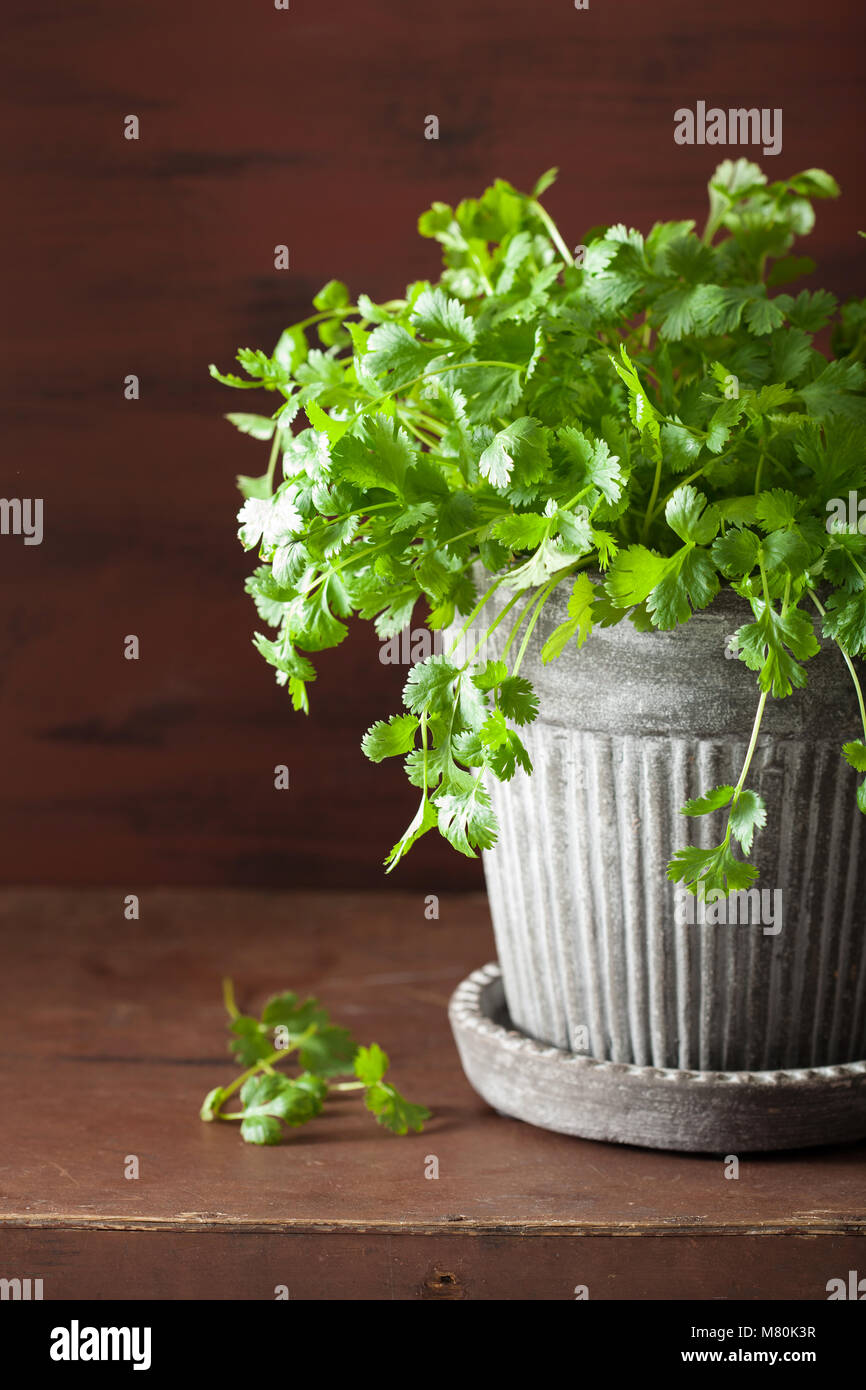 fresh cilantro herb in pot Stock Photo - Alamy