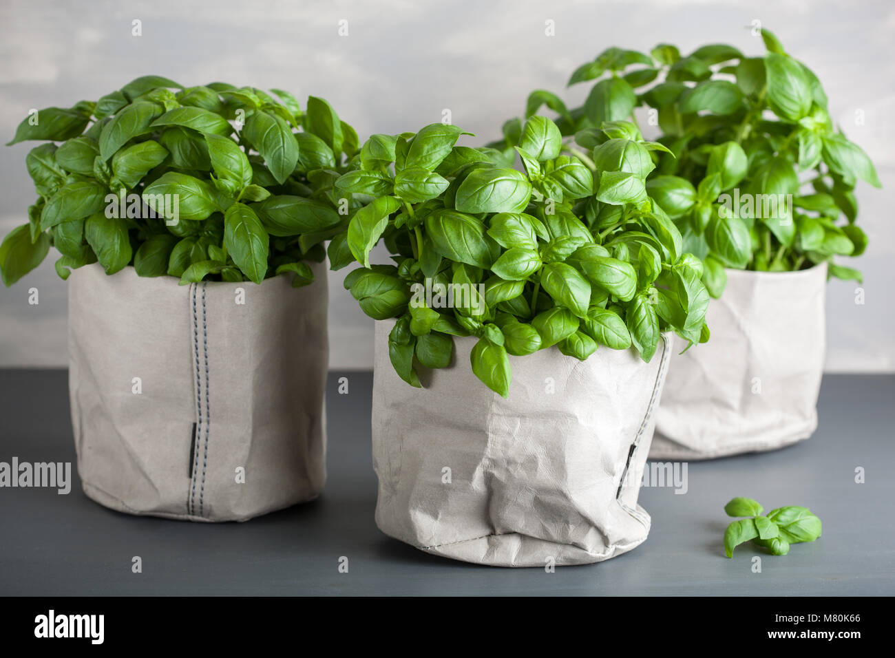 fresh basil herb in paper pot Stock Photo - Alamy