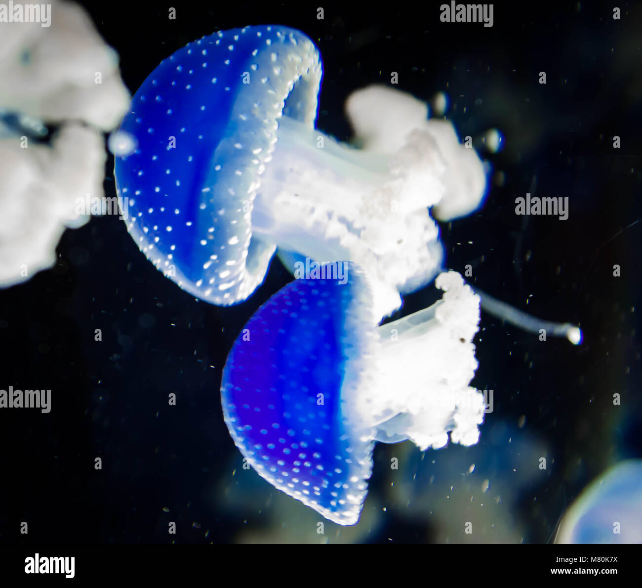 Mote marine laboratory hi-res stock photography and images - Alamy