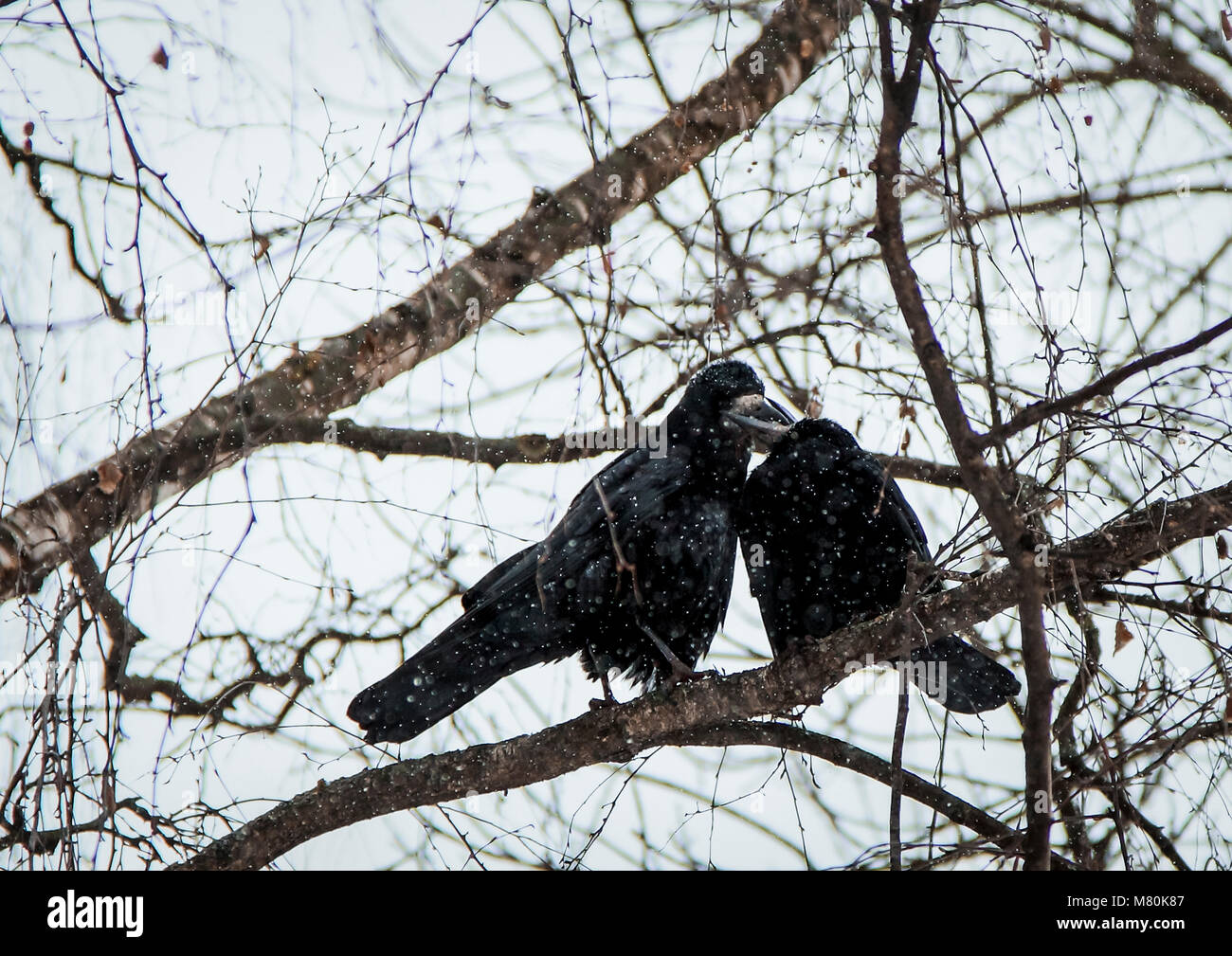 Two ravens sit and kiss on a tree branch in winter Stock Photo - Alamy