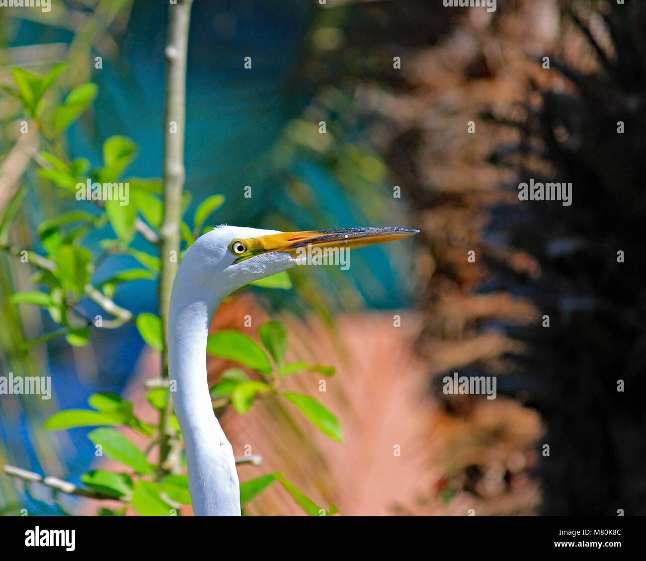 White Egrets in the garden Stock Photo - Alamy