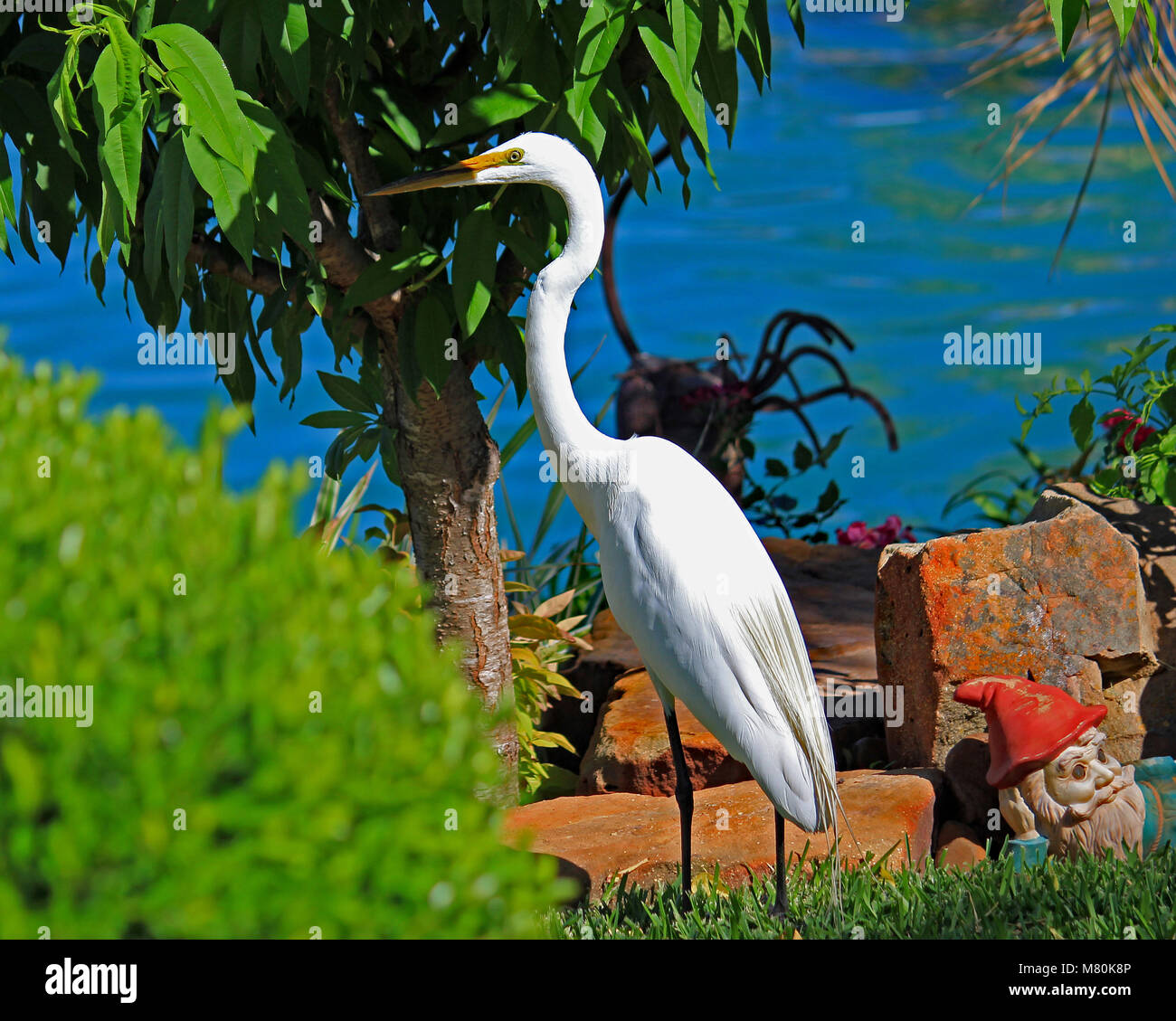 White Egrets in the garden Stock Photo - Alamy