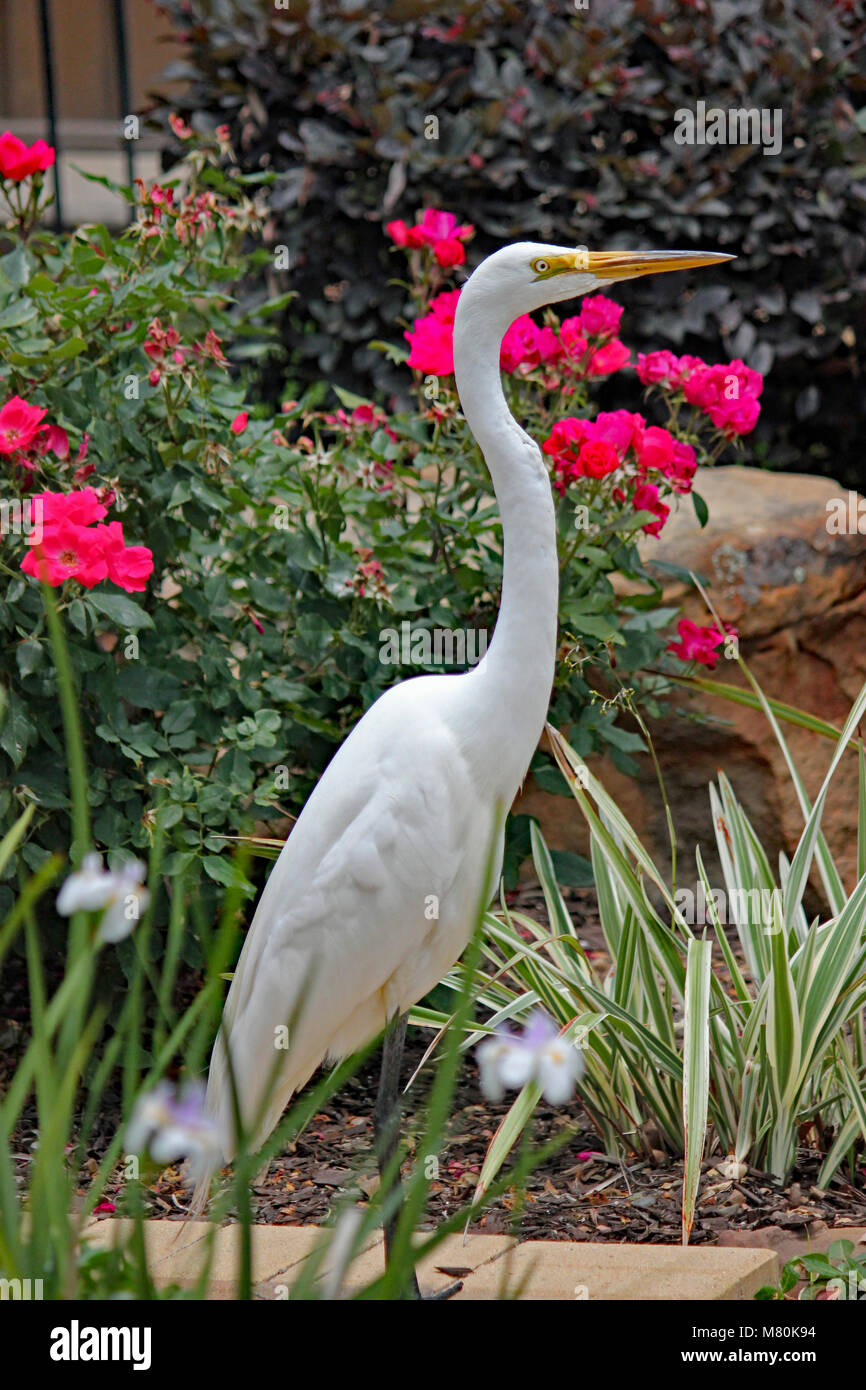 White Egrets in the garden Stock Photo - Alamy
