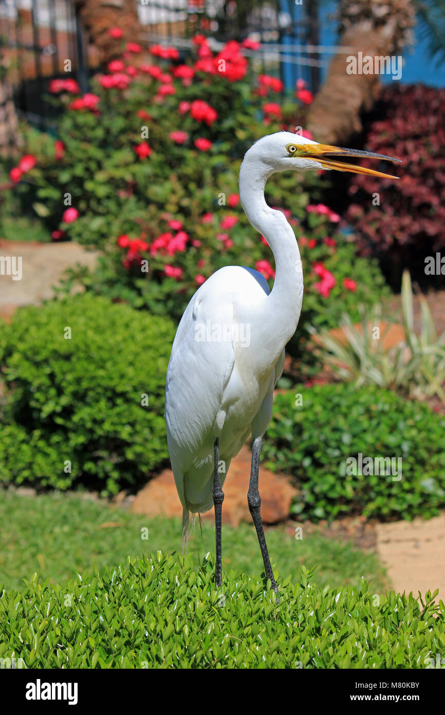 White Egrets in the garden Stock Photo - Alamy