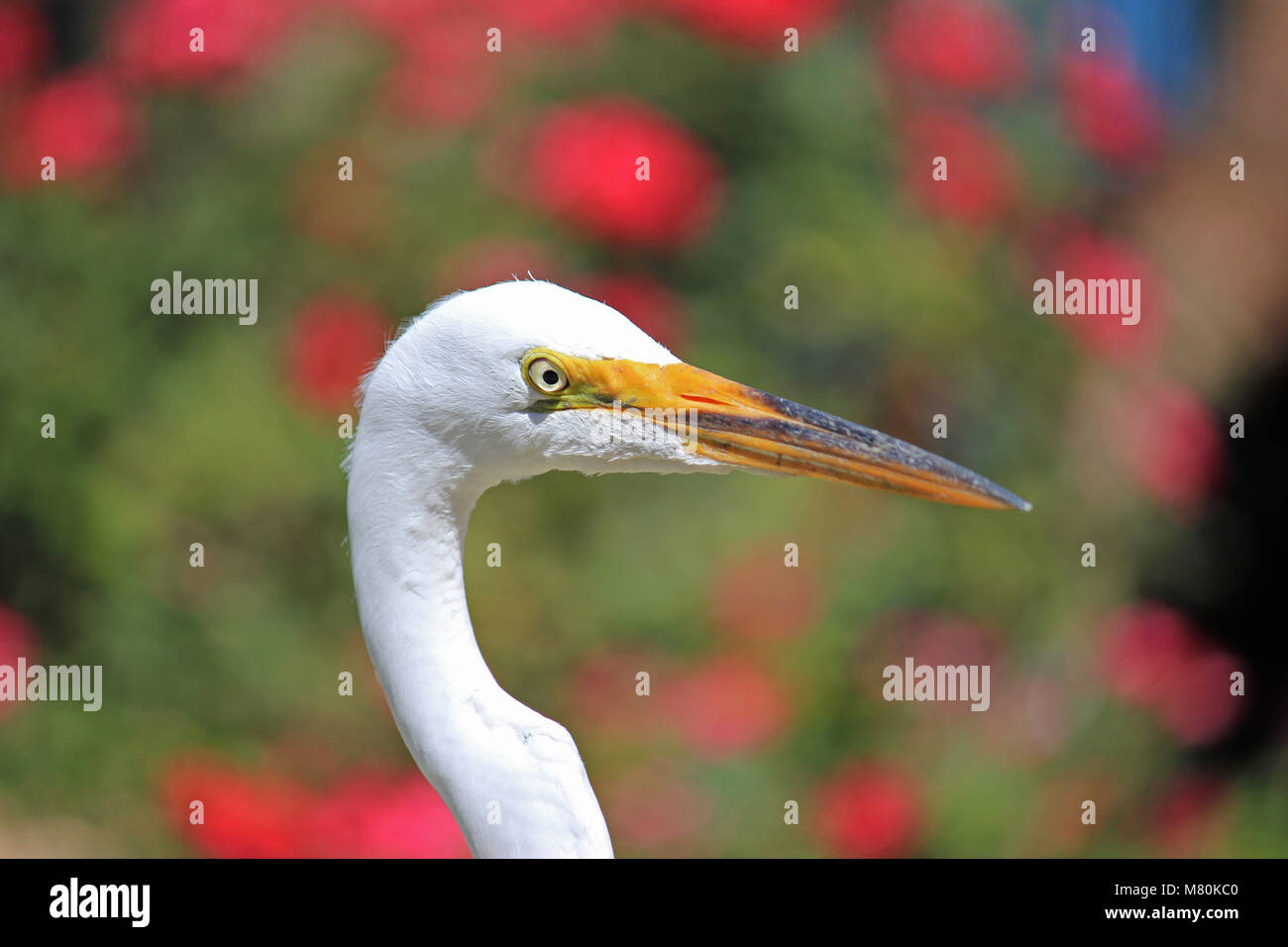 White Egrets in the garden Stock Photo - Alamy