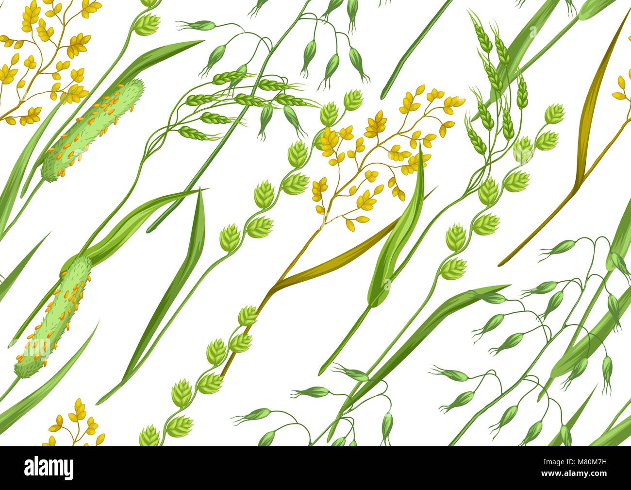 Seamless pattern with herbs and cereal grass. Floral ornament of meadow ...