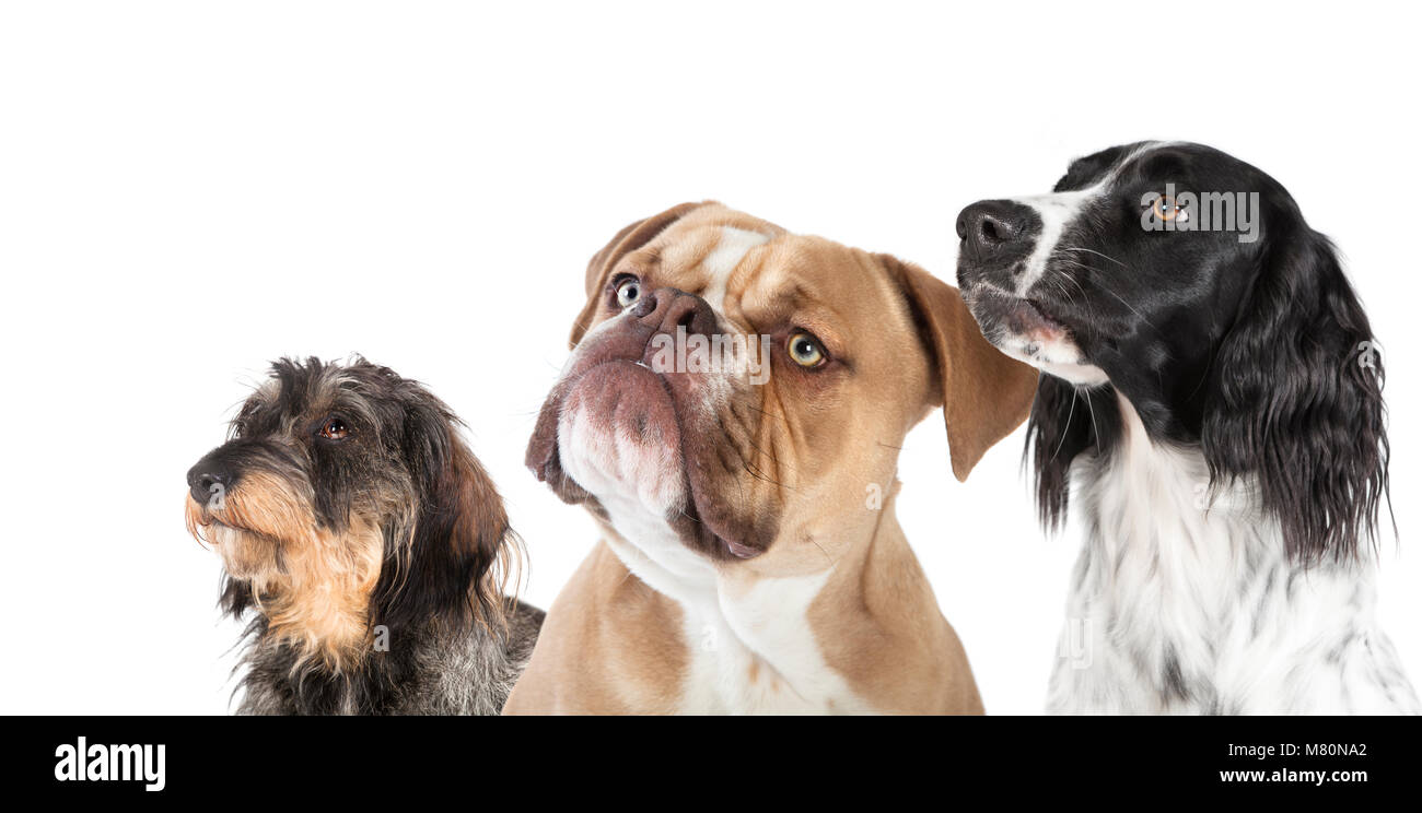 three different dogs photographed in the studio, white background Stock ...