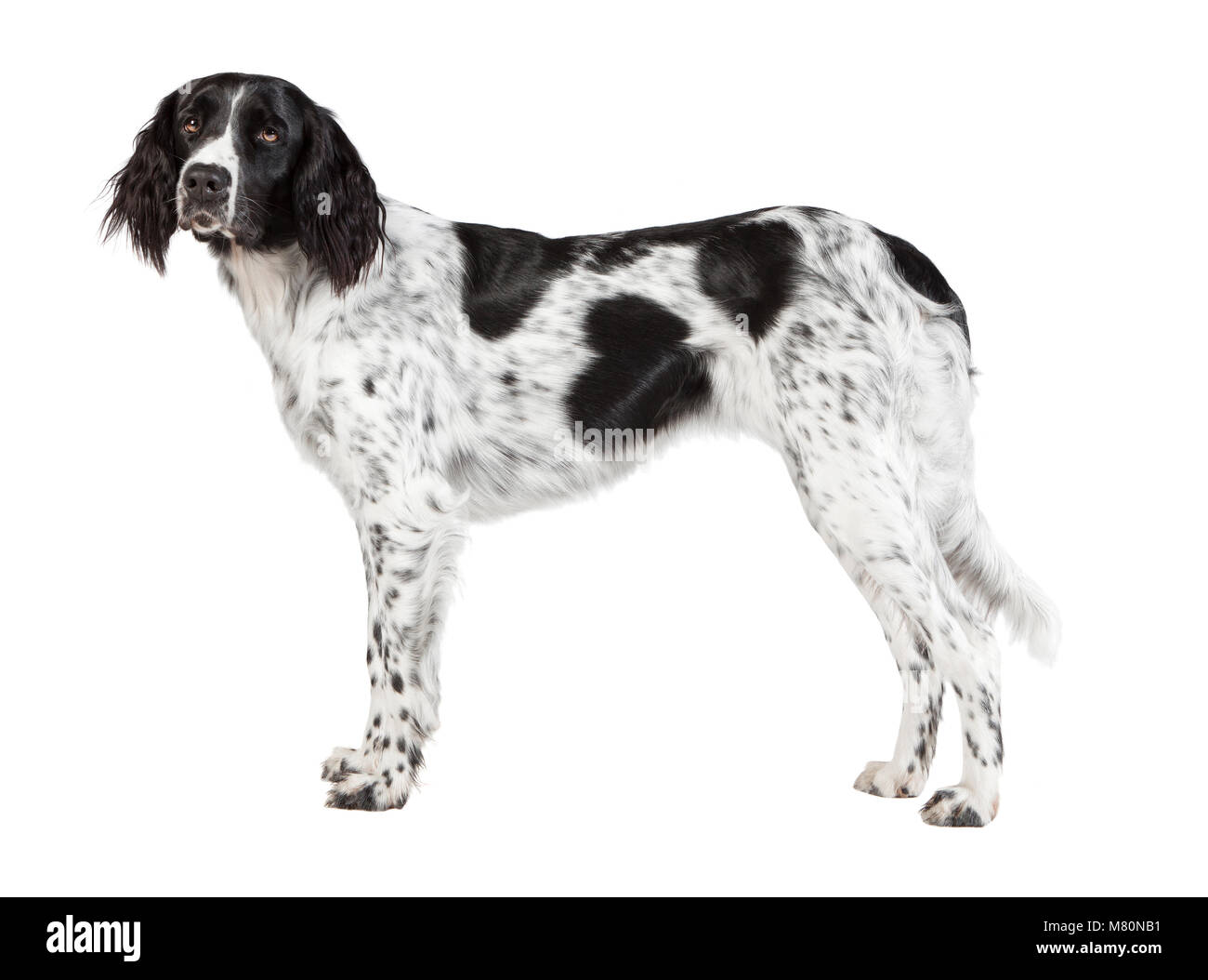 a large Muensterlaender dog photographed in the studio, white ...