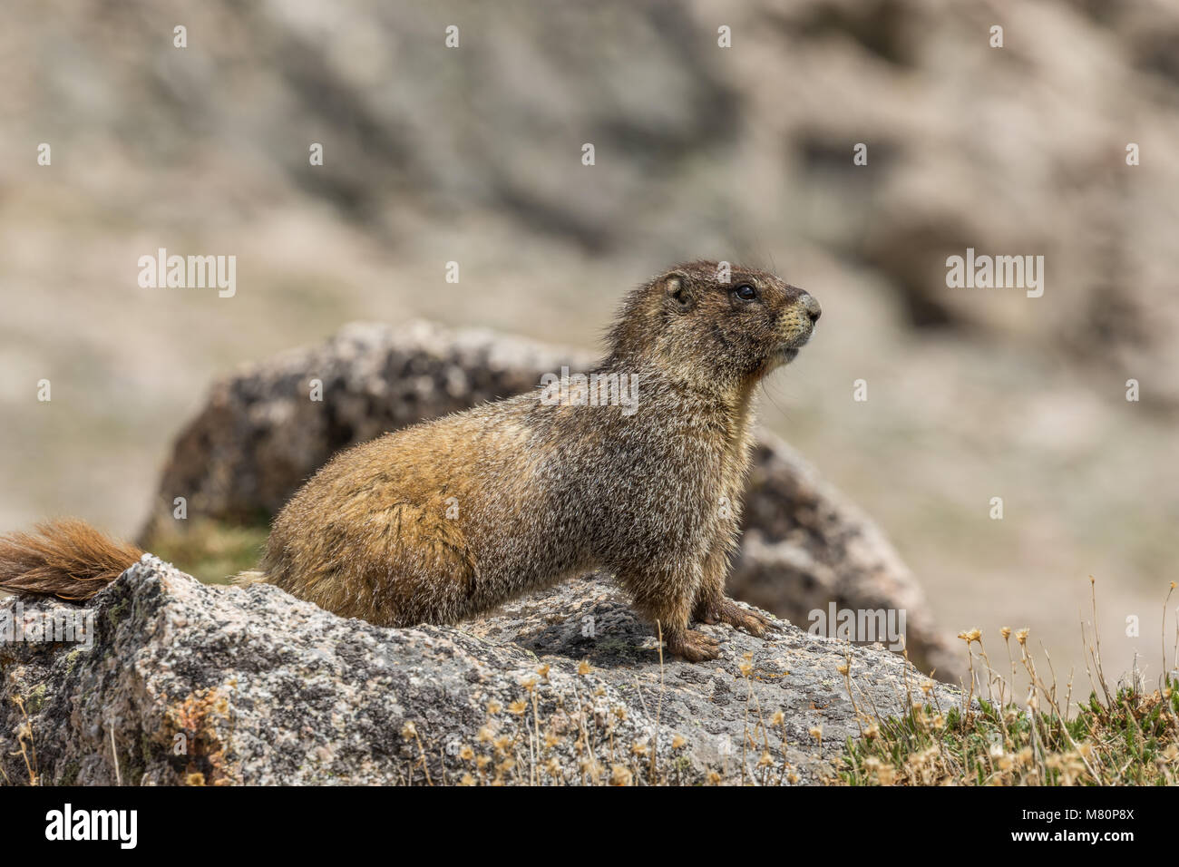 Yellow Bellied Marmot in the High Alpine in the Rocky Mountains Stock ...