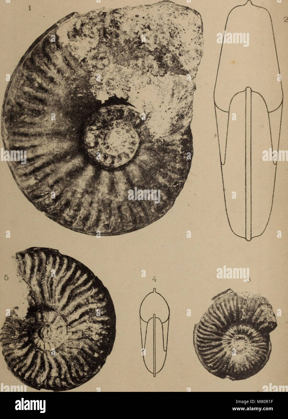 The Bulletin of the Geological Society of Normandy (1891) covers ...